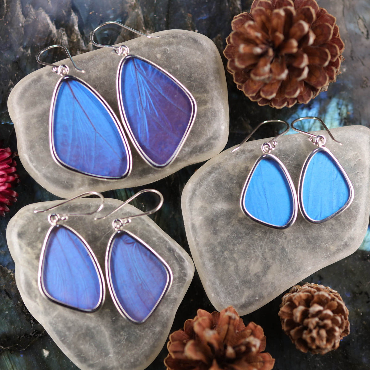 Blue Morpho Butterfly Wing Earrings – Third Eye Pinecones