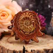 Shop All Pendants – Tagged "ammonite"– Third Eye Pinecones