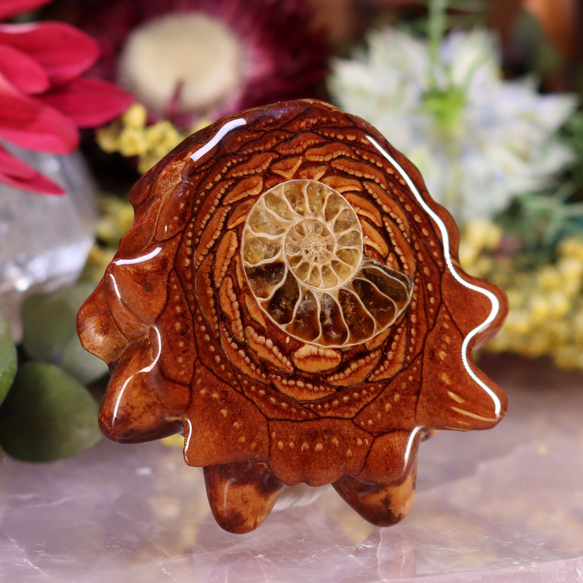 Ammonite – Third Eye Pinecones